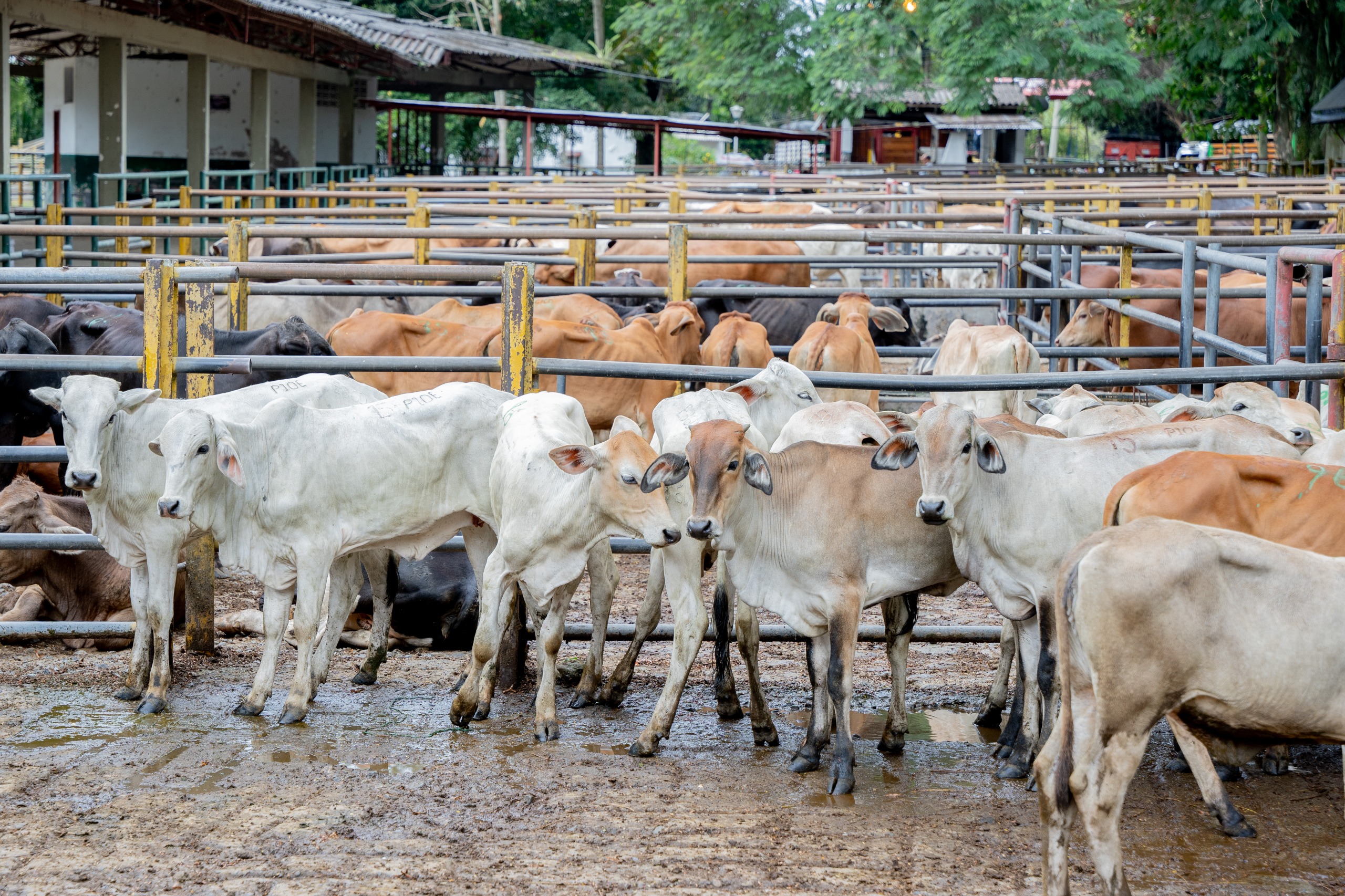 Risaralda será sede de la Feria Nacional Cebú 2025, la más importante ...